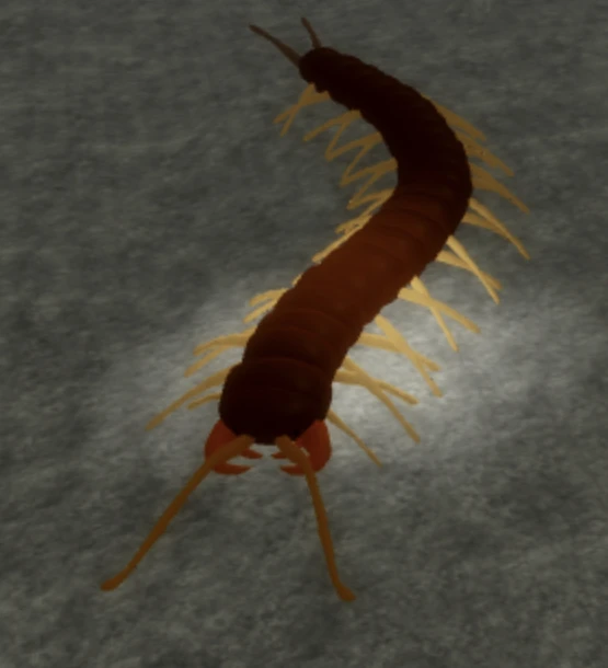 Giant Centipede | Arthroworld Wiki | Fandom