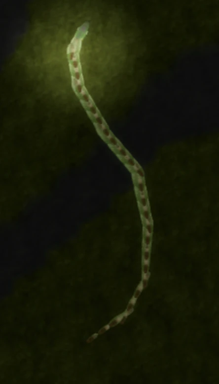 Smooth Green Snake | Arthroworld Wiki | Fandom