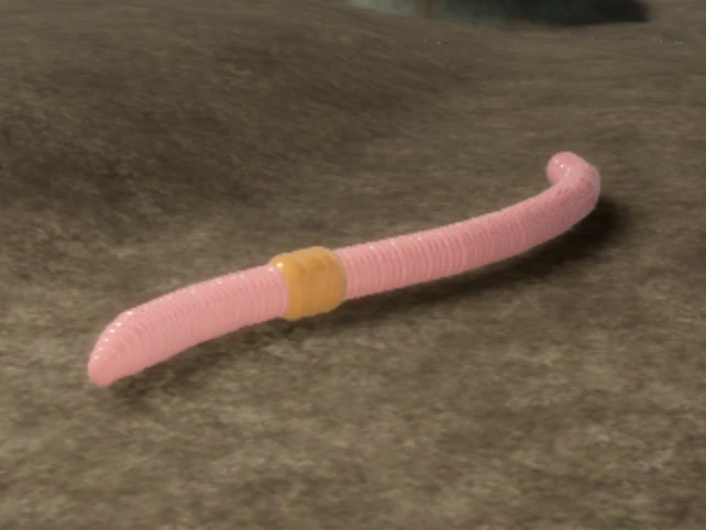Earthworm | Arthroworld Wiki | Fandom