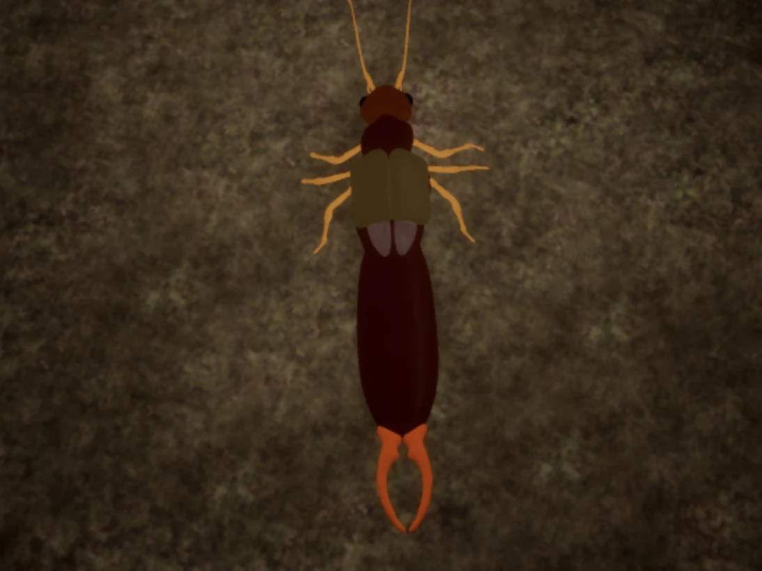 Earwig | Arthroworld Wiki | Fandom