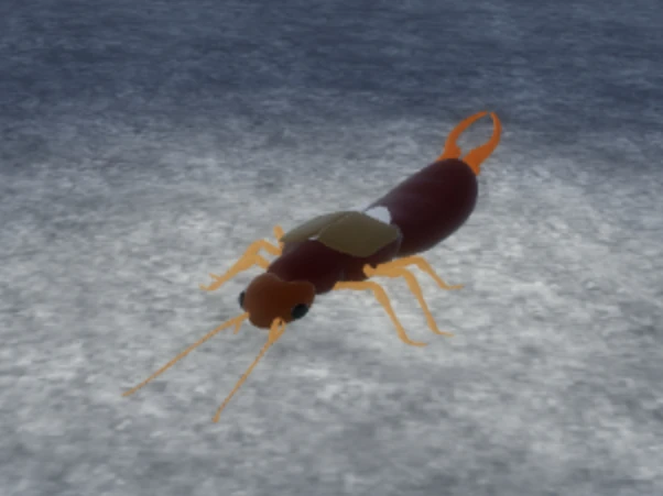 Earwig | Arthroworld Wiki | Fandom