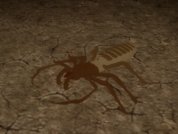 Short-Tailed Whip Scorpion | Arthroworld Wiki | Fandom
