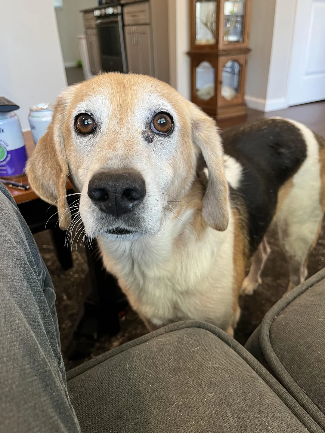 The Dog | Arthur Christmas Wiki | Fandom