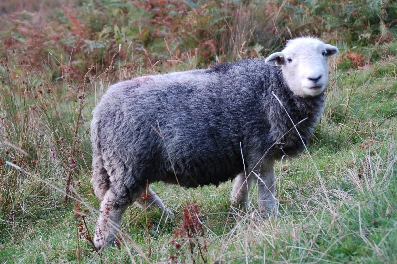 Sheep | Arthur Ransome Wiki | Fandom