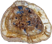 Petrified Coconut | KJD Wiki | Fandom