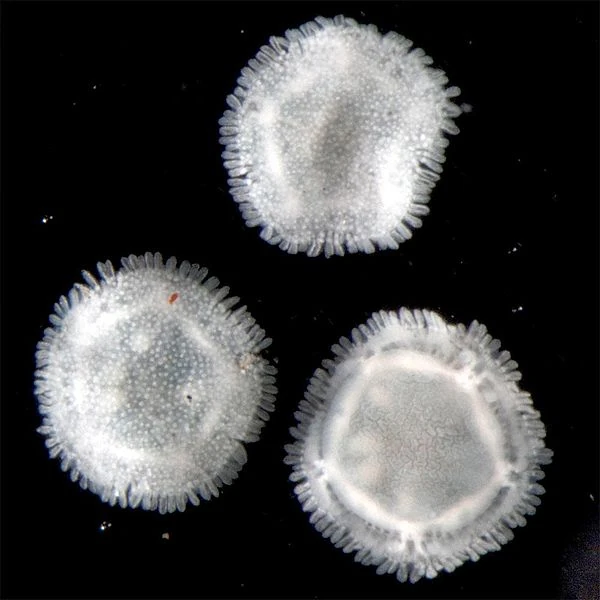 Concentricycloidea | Wiki Árvore da Vida | Fandom