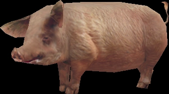 Pigs | Arx Fatalis Wiki | Fandom