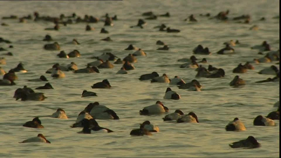 Falloon | Asdcrawl Wiki | Fandom