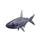 Codex-Bestiary-Fish | Asgard's Wrath 2 Wiki | Fandom