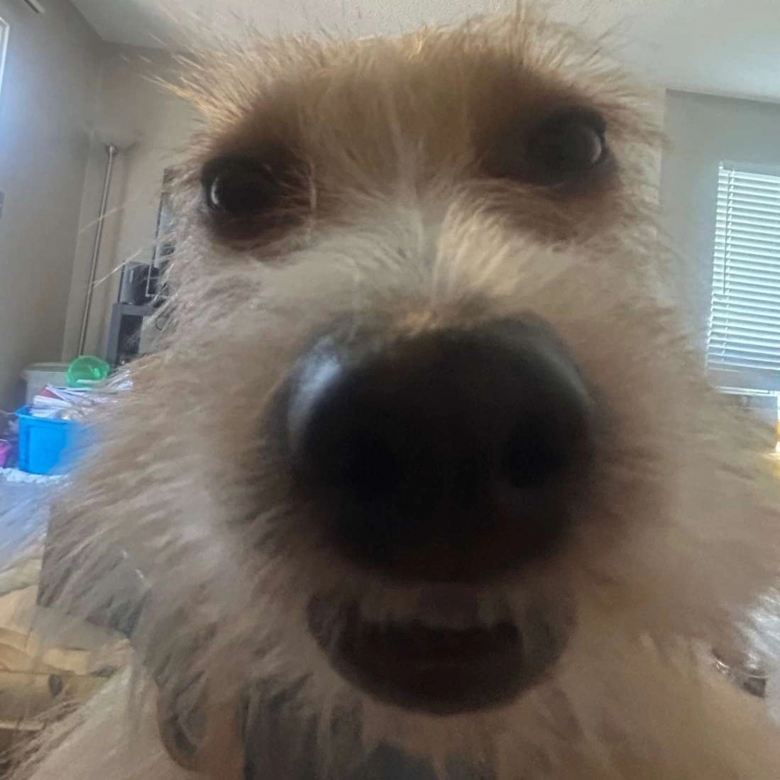 Benny | Ashat Cinematic Universe Wiki | Fandom