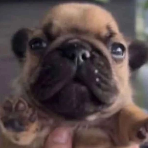 Pibble 12 Reportedly Talked During Silent Reading Time | Ashat ...