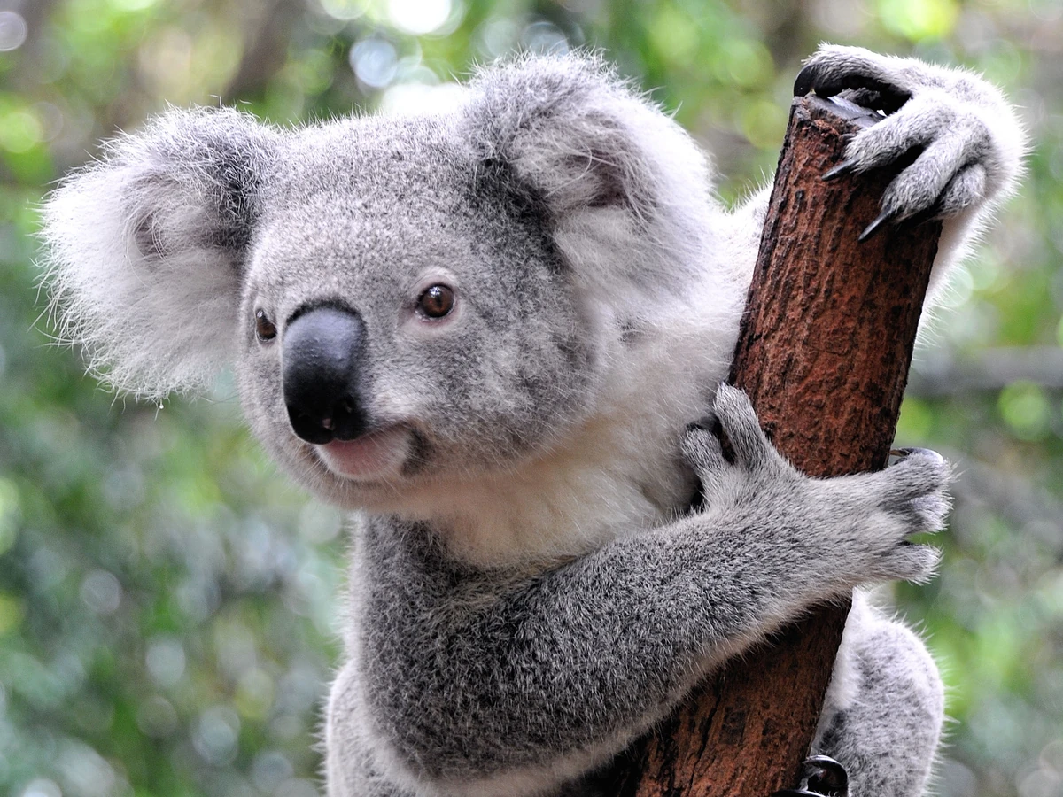 Koala | My Entertainment Wiki | Fandom