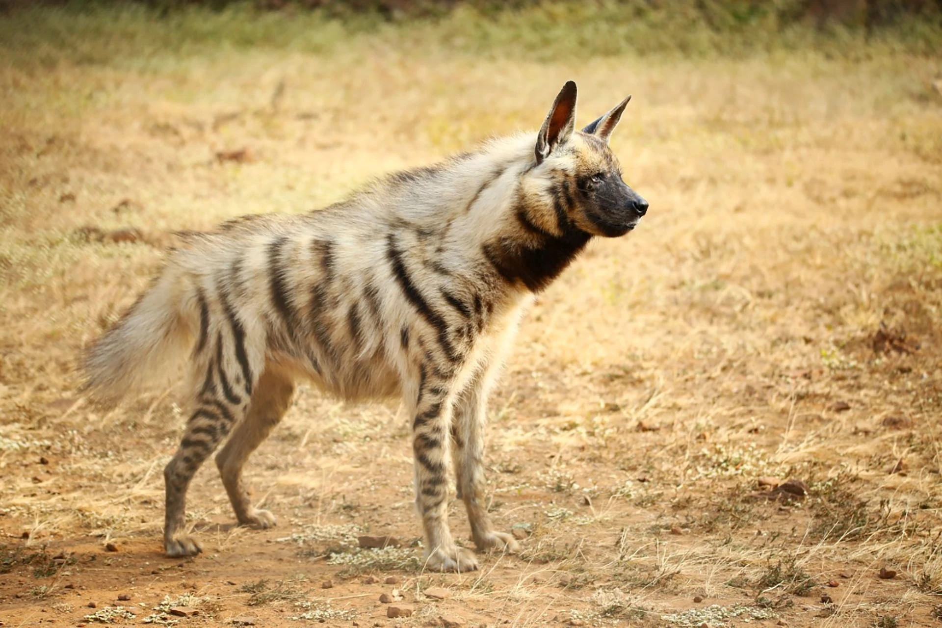 Fiacla Hyena Striped