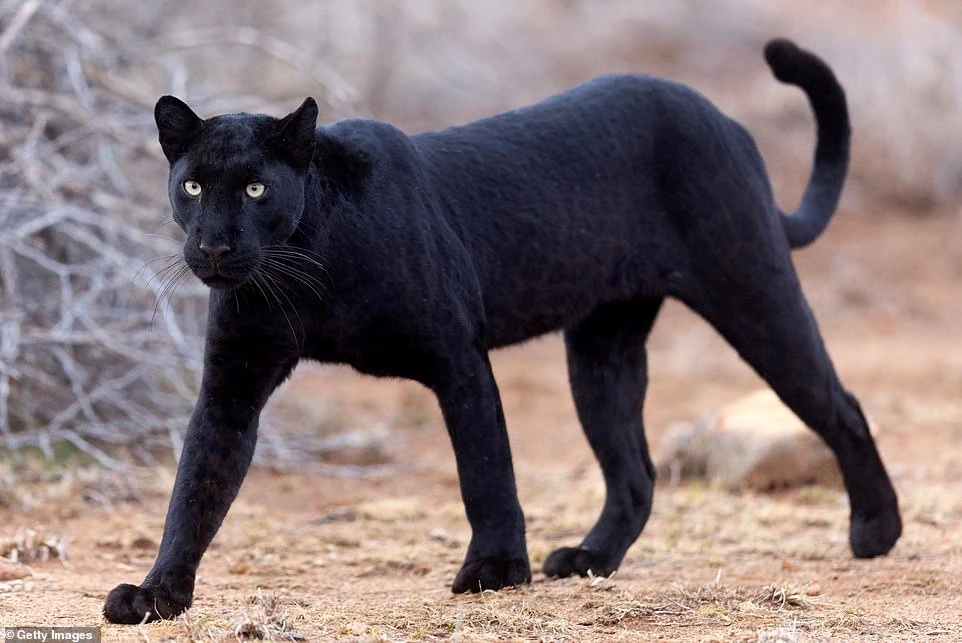 Black Leopard | Asian Animals And Characters Wiki | Fandom