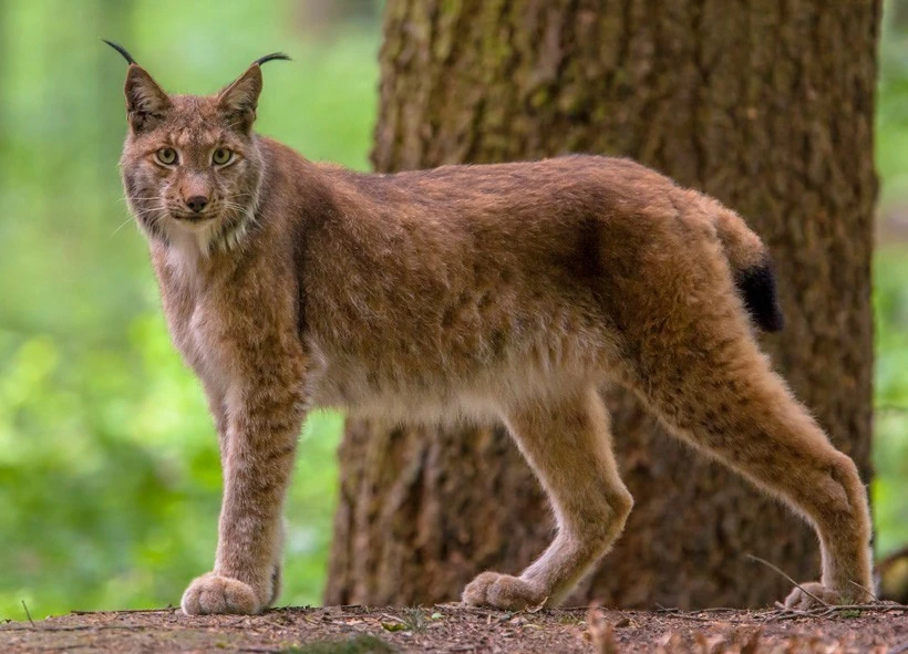Eurasian Lynx | Asian Animals And Characters Wiki | Fandom