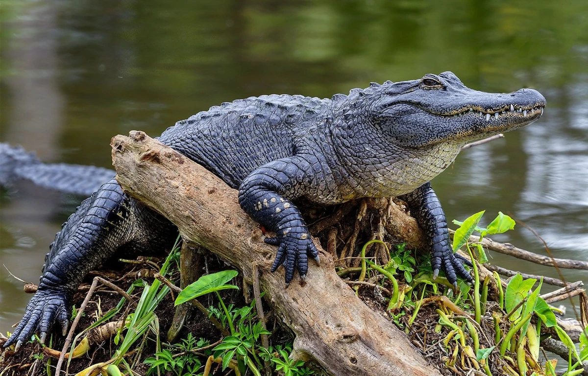 American Alligator/Gallery | Asian Animals And Characters Wiki | Fandom
