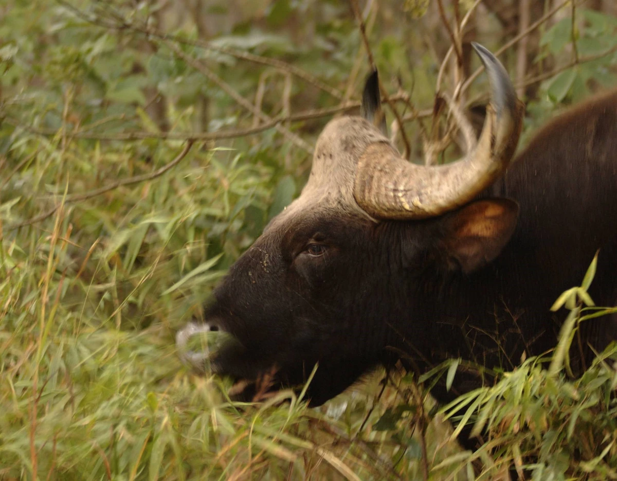 Gaur | Asian Animals And Characters Wiki | Fandom