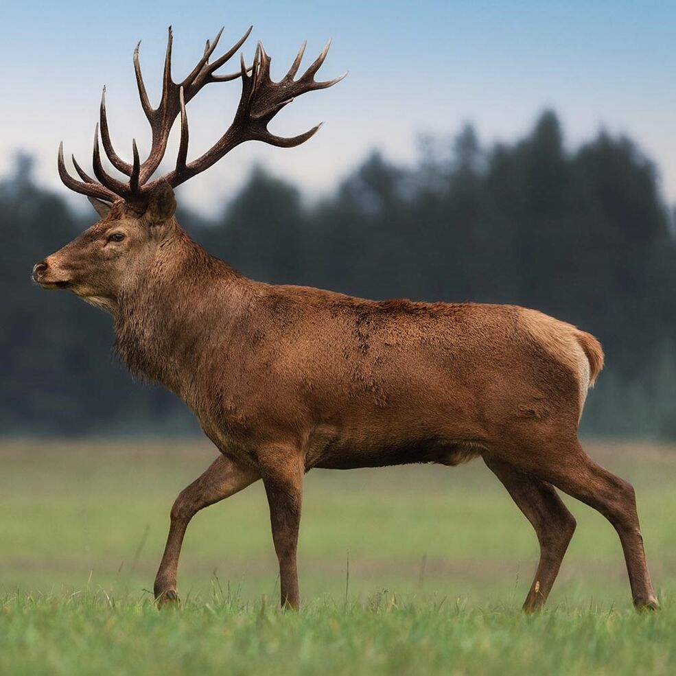 Stag animal store