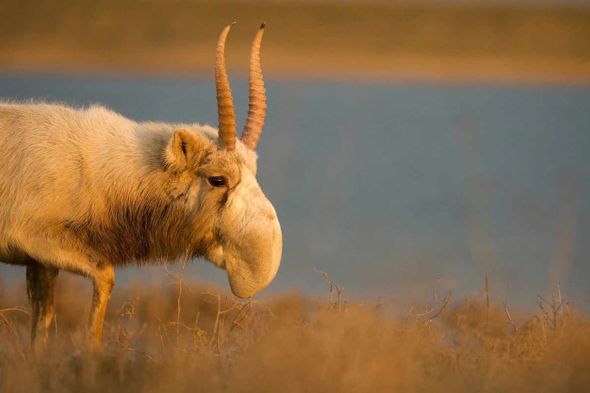 Saiga Antelope/Gallery | Asian Animals And Characters Wiki | Fandom