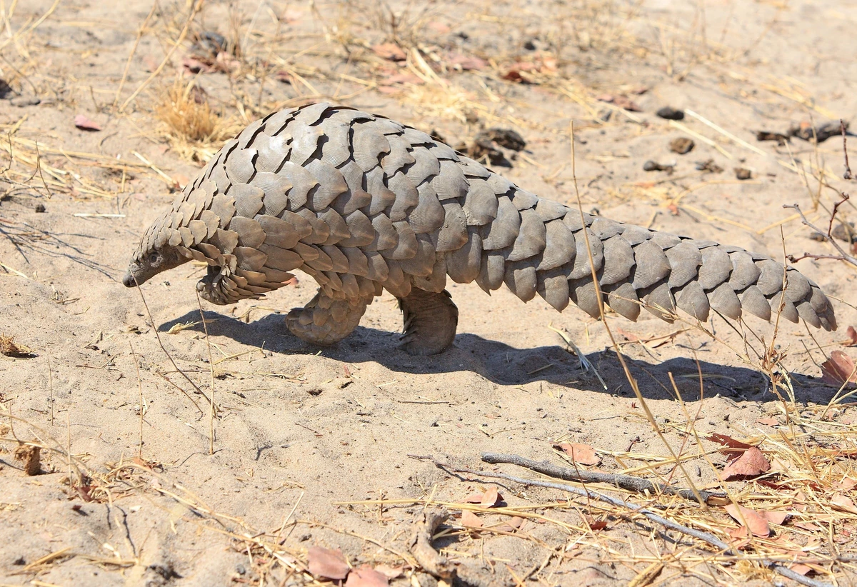 Ground Pangolin/Gallery | Asian Animals And Characters Wiki | Fandom