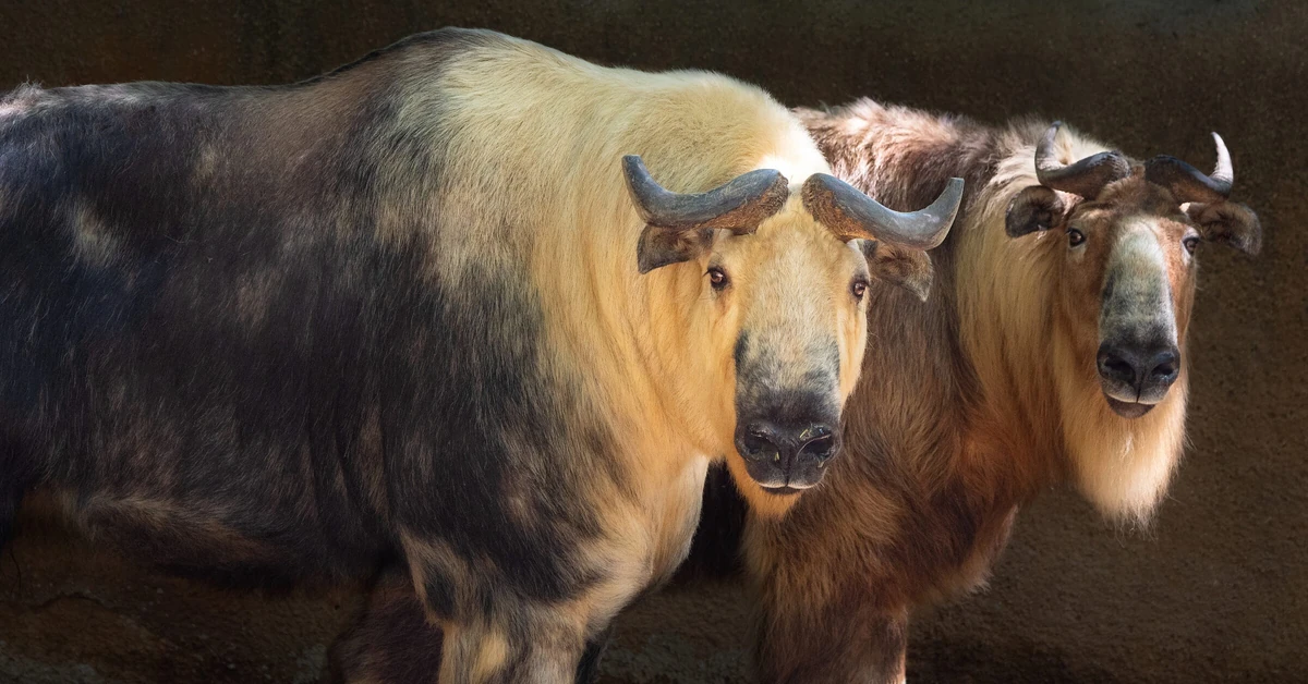 Takin/Gallery | Asian Animals And Characters Wiki | Fandom