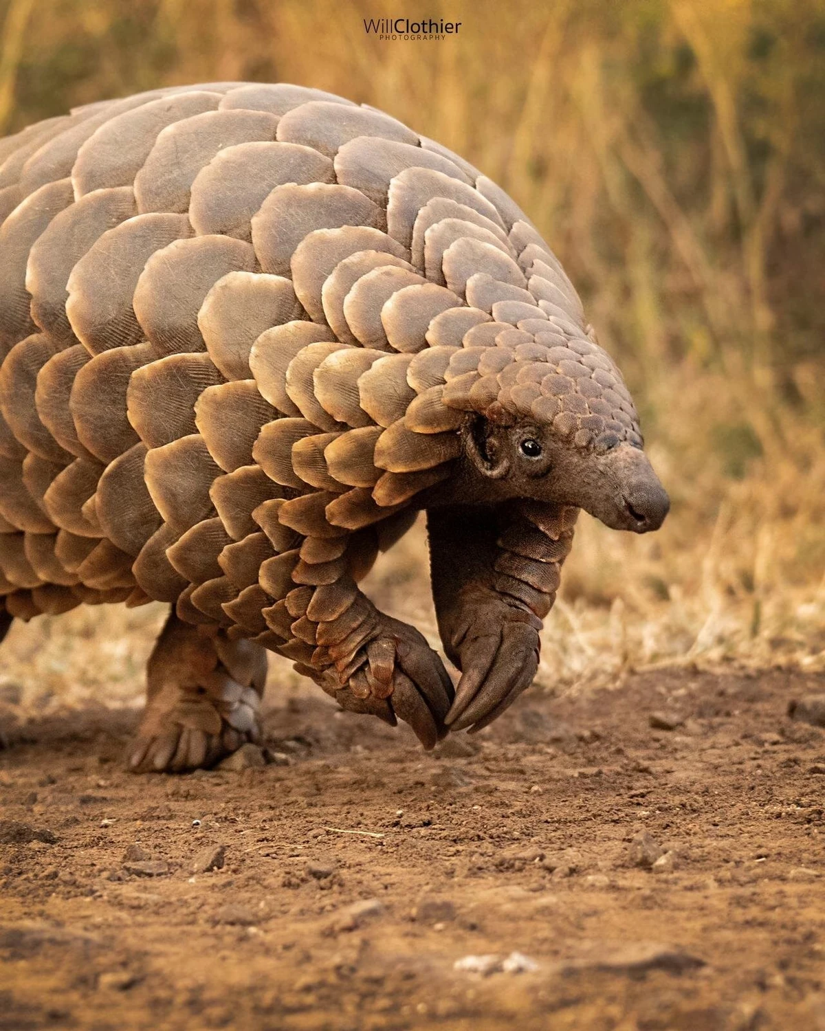Ground Pangolin | Asian Animals And Characters Wiki | Fandom