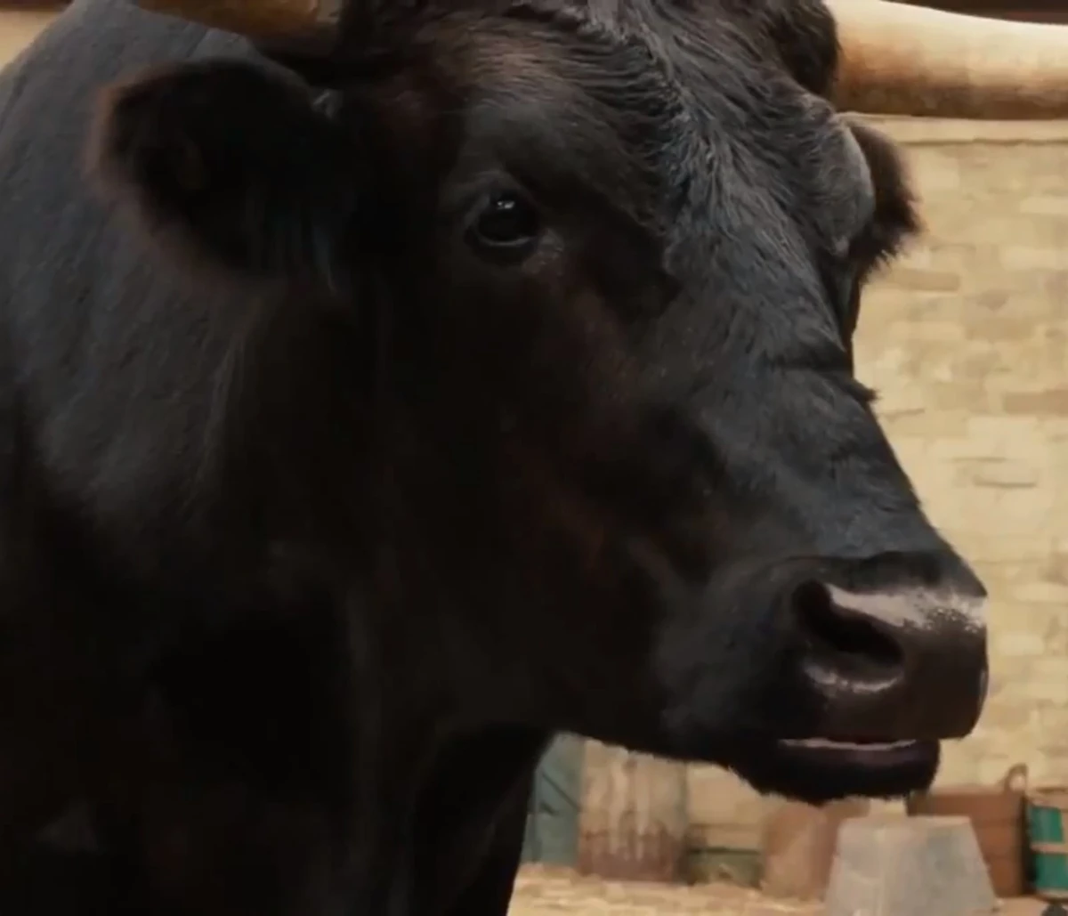 Bolero The Bull | Asian Animals And Characters Wiki | Fandom