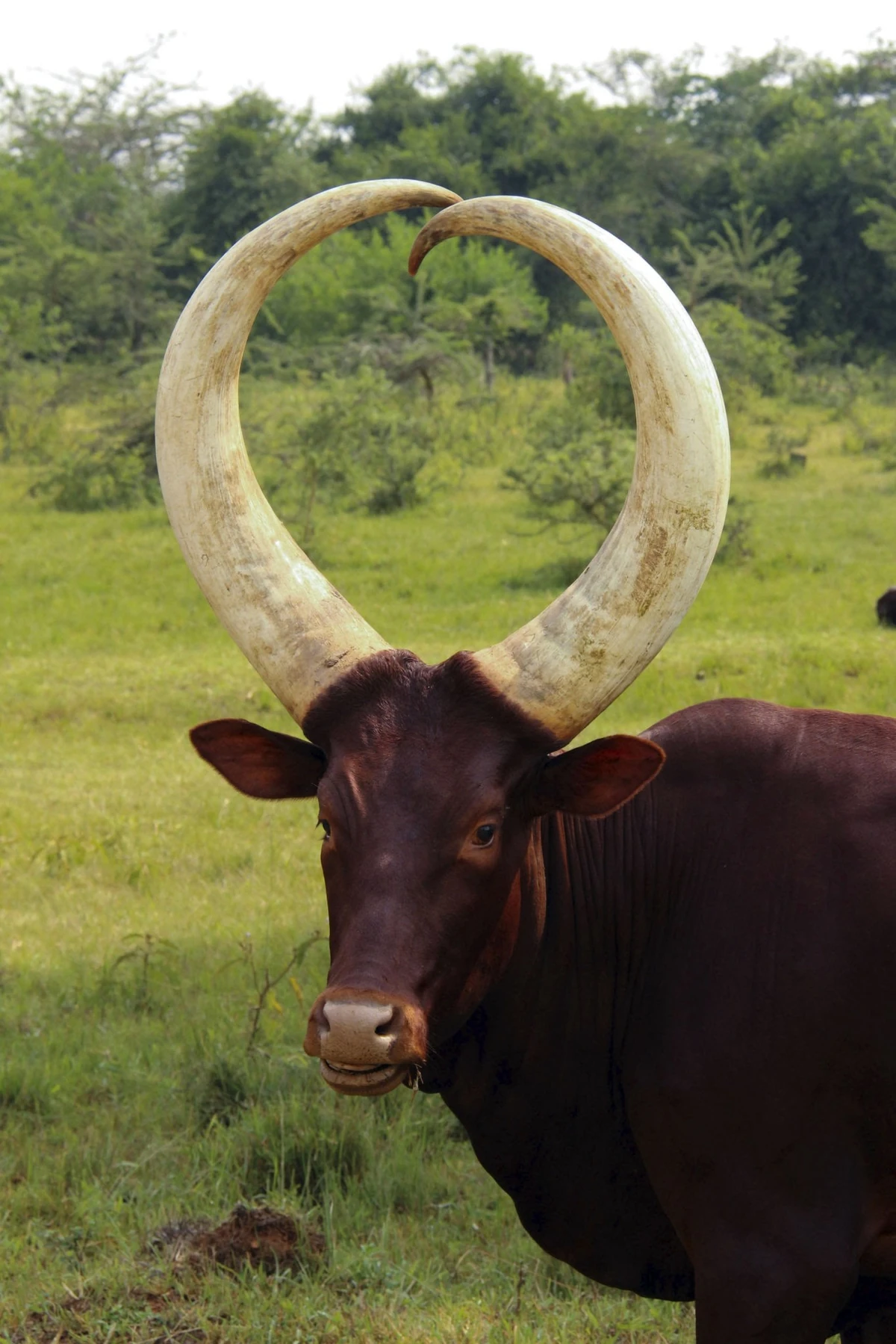 Ankole Watusi | Asian Animals And Characters Wiki | Fandom