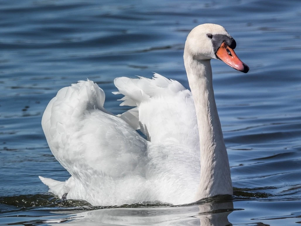 Mute Swan/Gallery | Asian Animals And Characters Wiki | Fandom