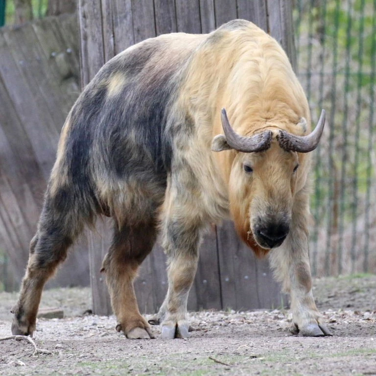 Takin | Asian Animals And Characters Wiki | Fandom