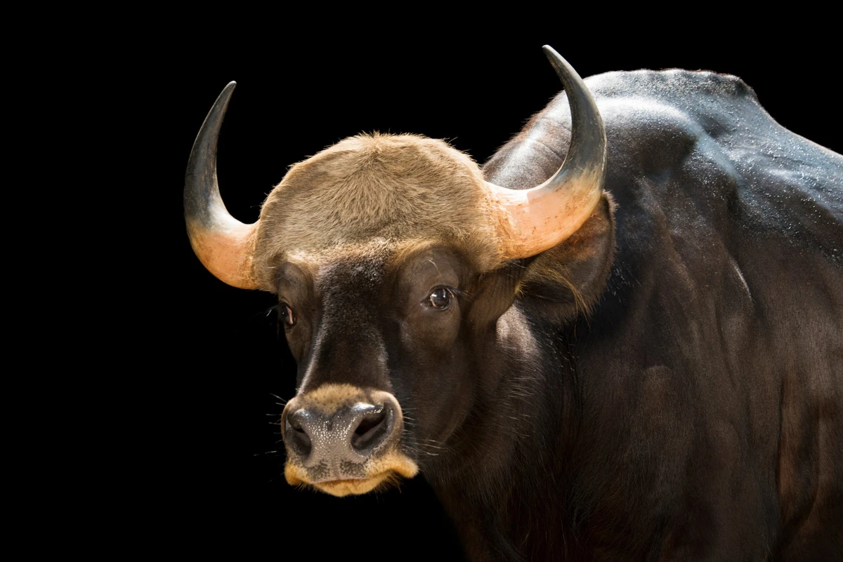 Gaur/Gallery | Asian Animals And Characters Wiki | Fandom