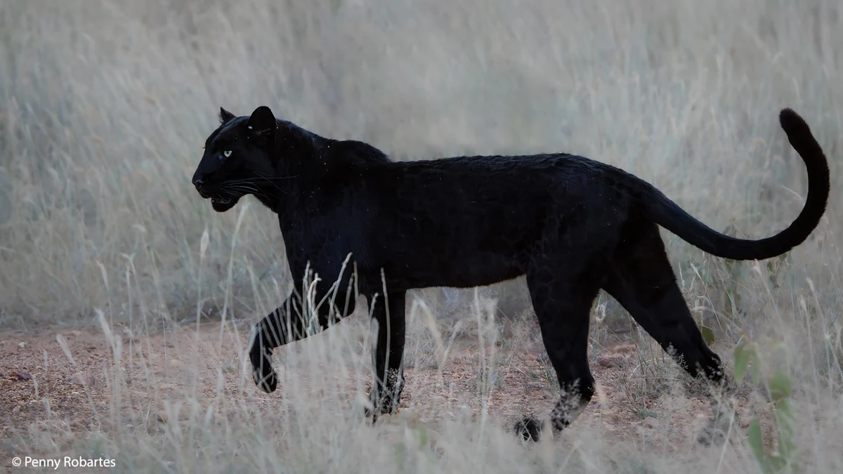 Black Leopard/Gallery | Asian Animals And Characters Wiki | Fandom