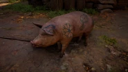 Pig | Assassin's Creed Wiki | Fandom