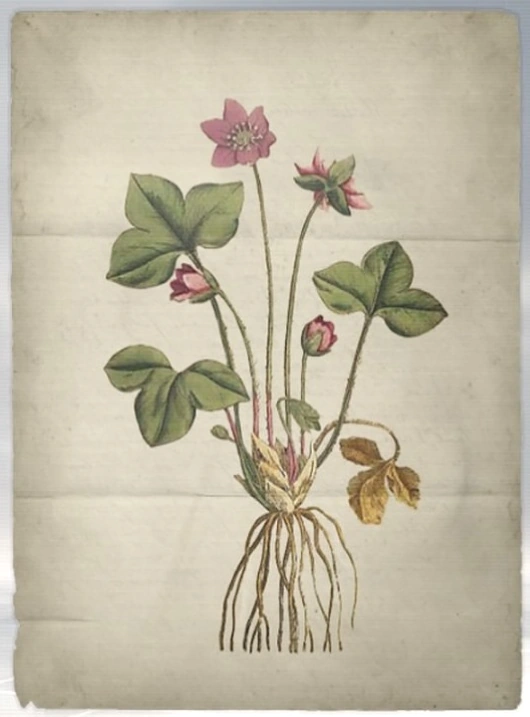 Database: Anemone | Assassin's Creed Wiki | Fandom