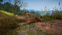 Squirrel | Assassin's Creed Wiki | Fandom