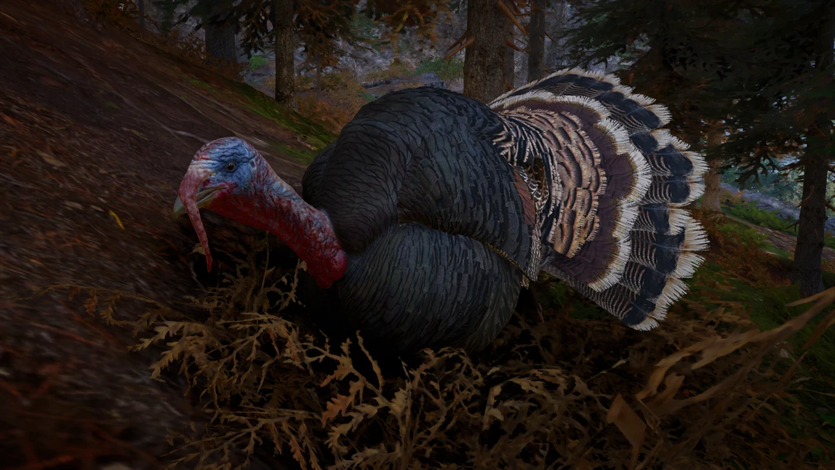 Turkey (animal) | Assassin's Creed Wiki | Fandom