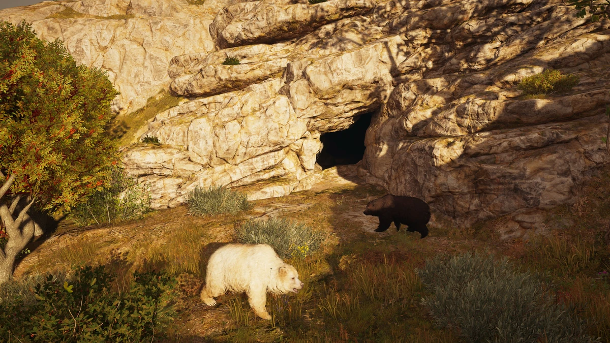 Salty Bear | Assassin's Creed Wiki | Fandom