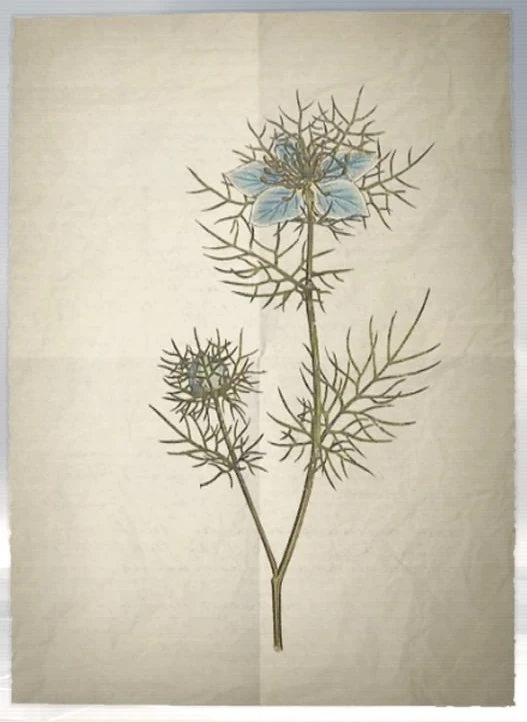 Database: Love-in-a-Mist/Devil-in-a-Bush | Assassin's Creed Wiki | Fandom