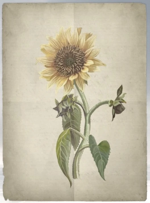 Database: Sunflower | Assassin's Creed Wiki | Fandom