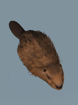 Beaver | Assassin's Creed Wiki | Fandom