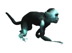 Database: Capuchin Monkey | Assassin's Creed Wiki | Fandom