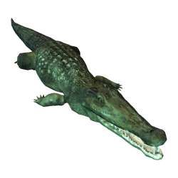 Database: Crocodile | Assassin's Creed Wiki | Fandom