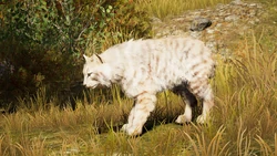 Eurasian lynx | Assassin's Creed Wiki | Fandom