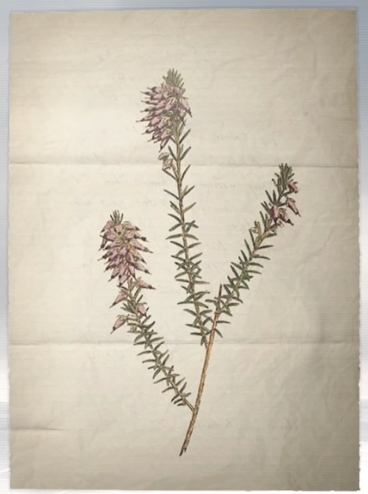 Database: Erica | Assassin's Creed Wiki | Fandom