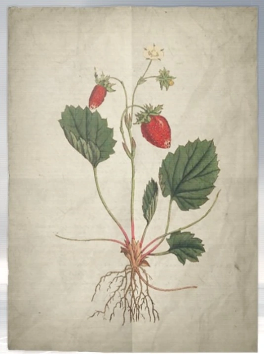 Database: Fragola | Assassin's Creed Wiki | Fandom