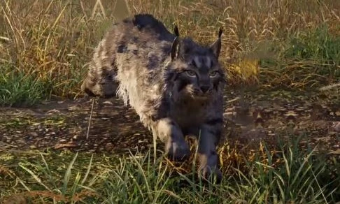 Wildcats of the Weald | Assassin's Creed Wiki | Fandom