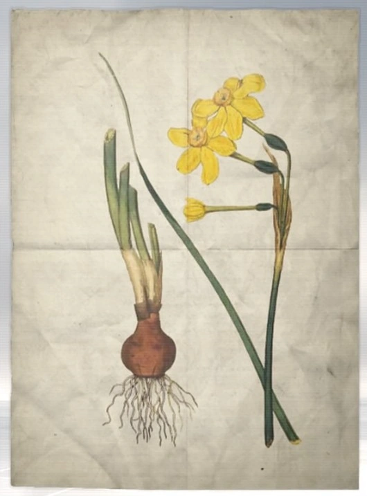 Database: Giunchiglia | Assassin's Creed Wiki | Fandom