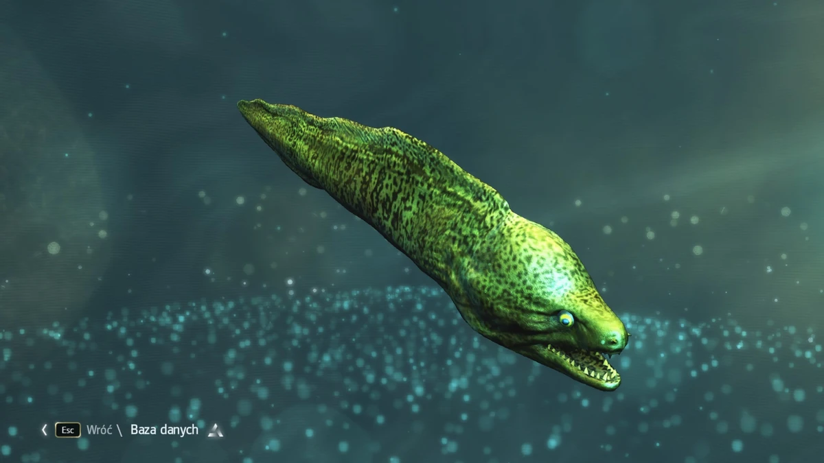 Murena | Assassin's Creed Wiki | Fandom