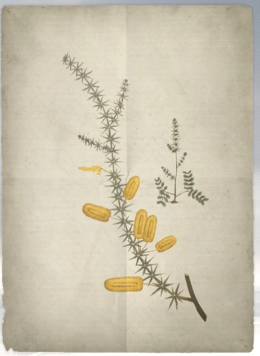 Database: Mimosa | Assassin's Creed Wiki | Fandom