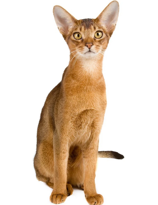 Fuzznut | Astral Domination Wiki | Fandom